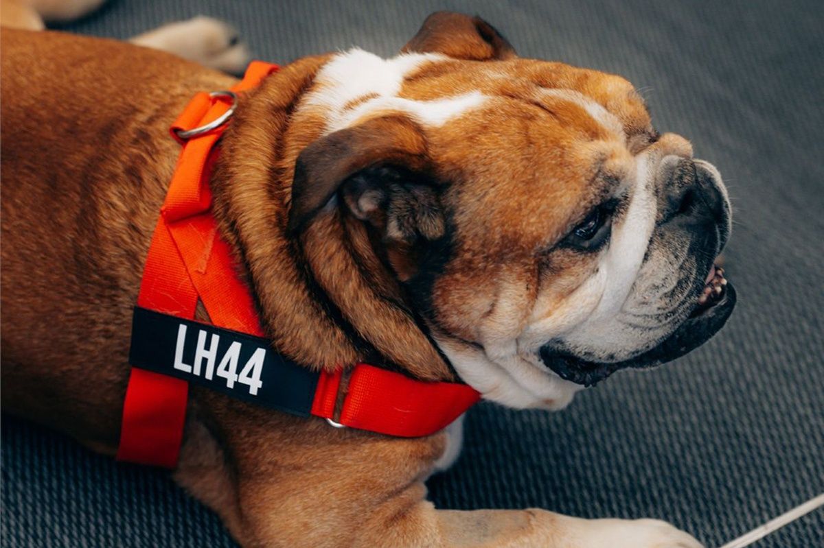 Lewis Hamilton's Roscoe: A look back at the F1 paddock…