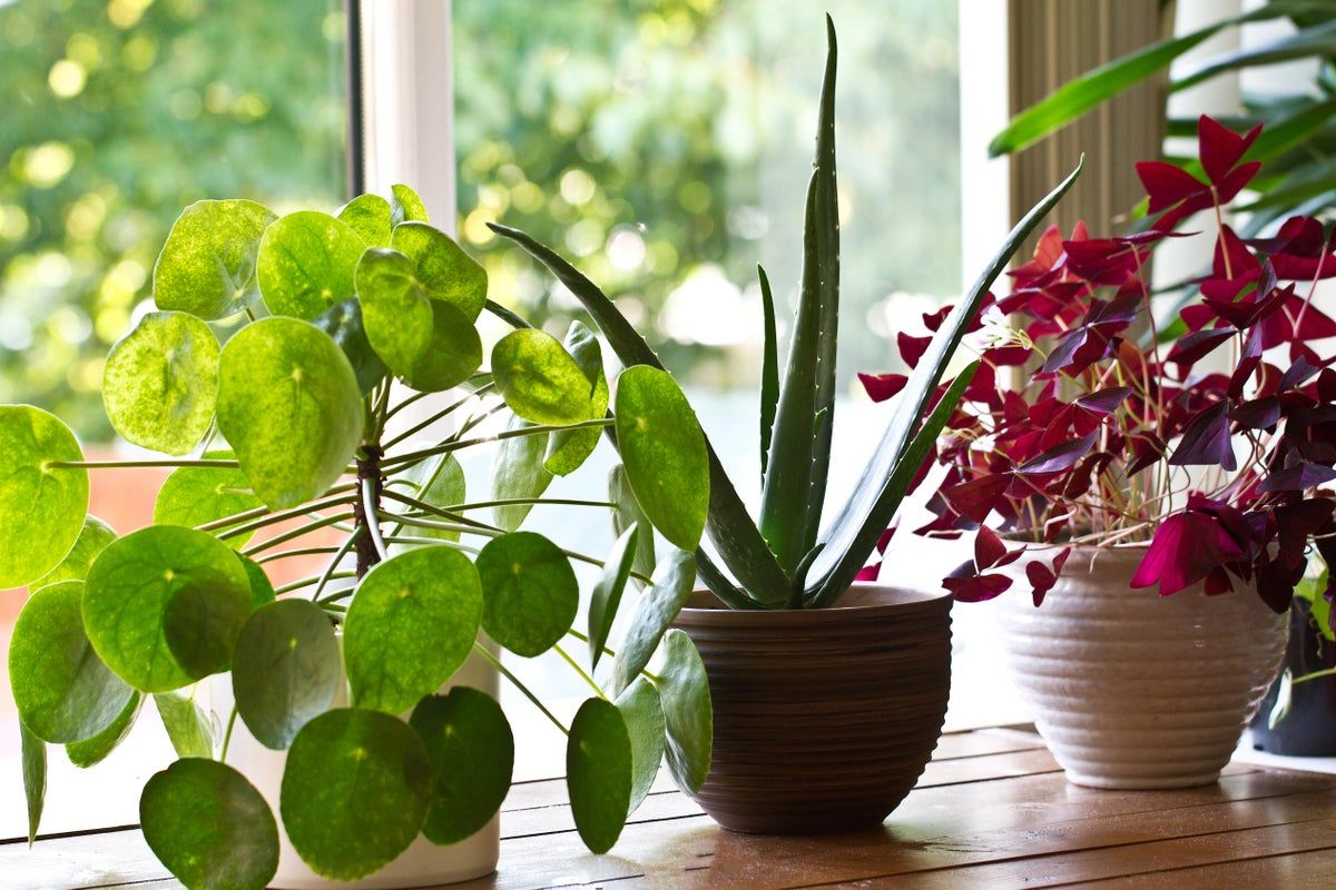 The chic houseplants you should be buying to boost…