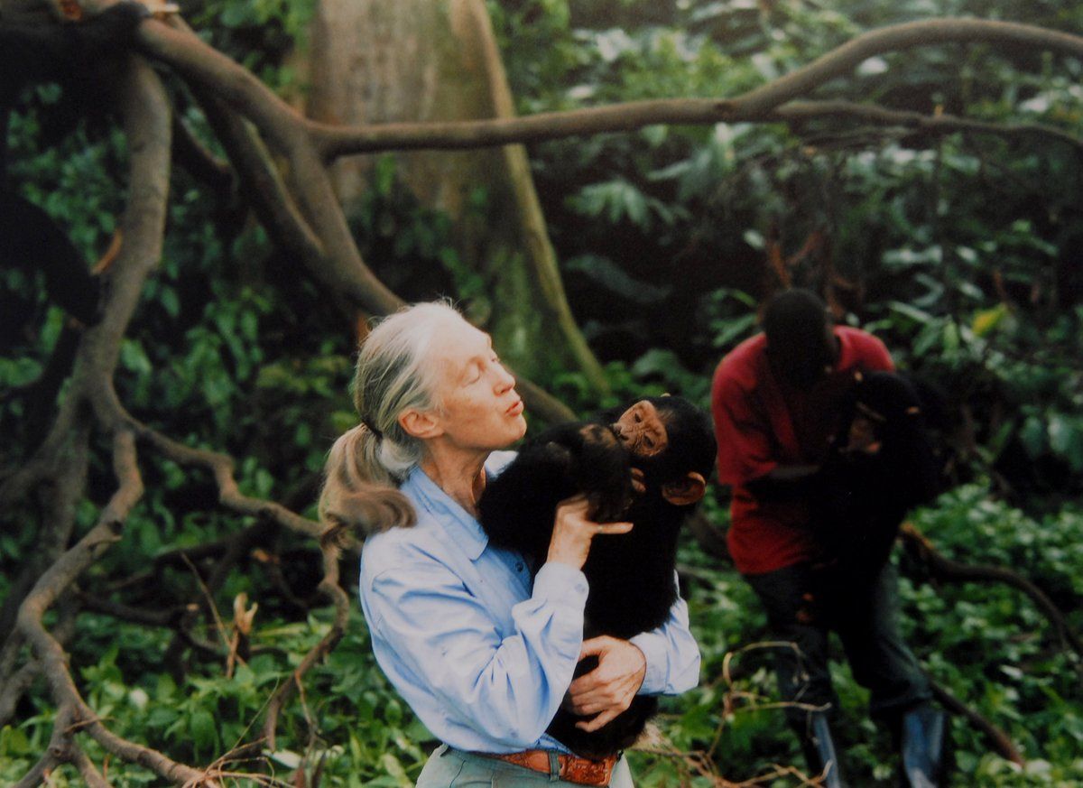 The Latest Breaking News from Dame Jane Goodall – inkl news