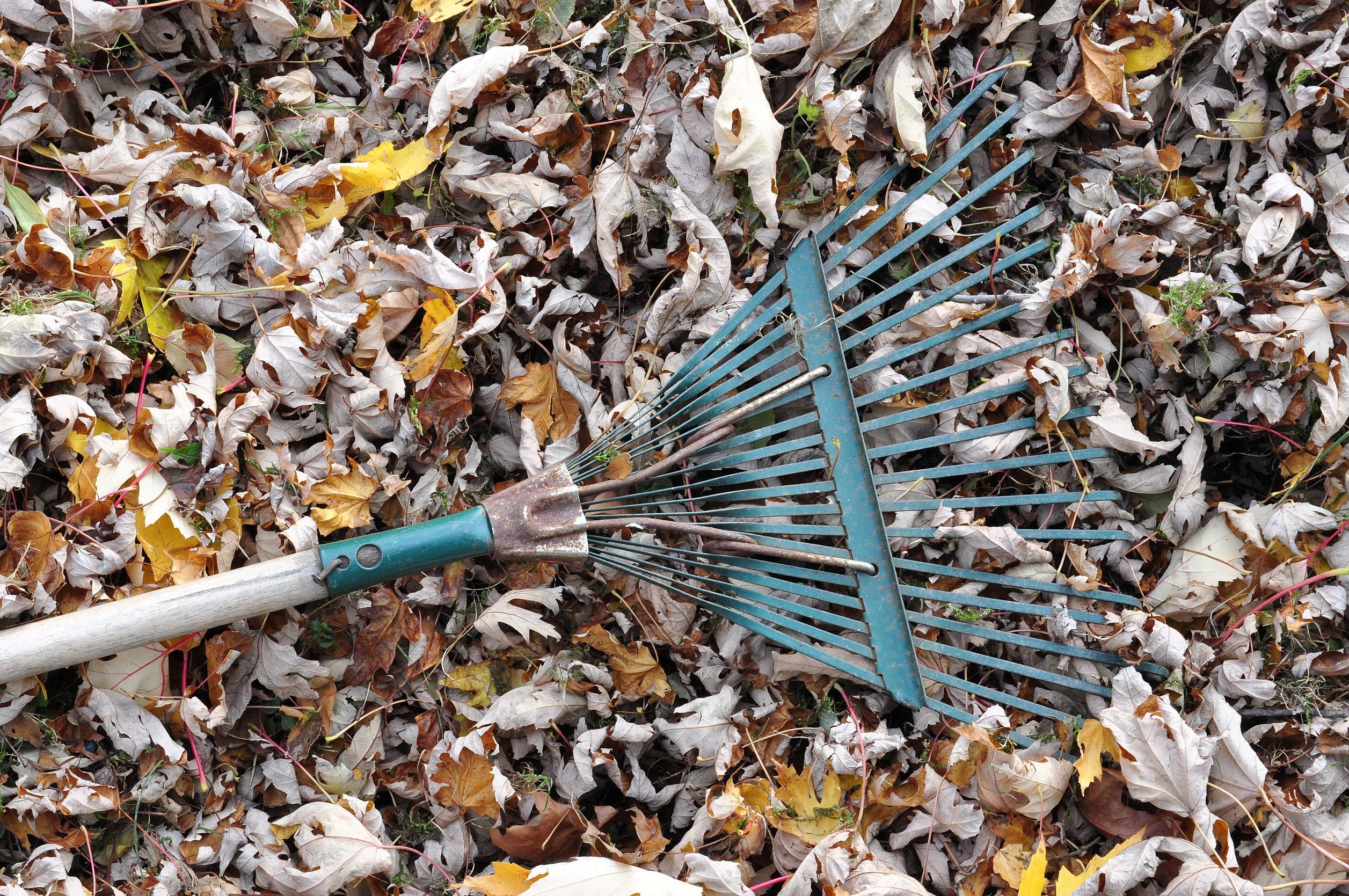 How to Build a Leaf Mold Pile That Actually Breaks Down