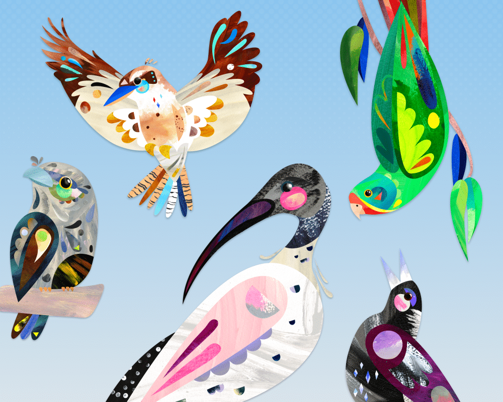Australian bird of the year: an avian popularity…