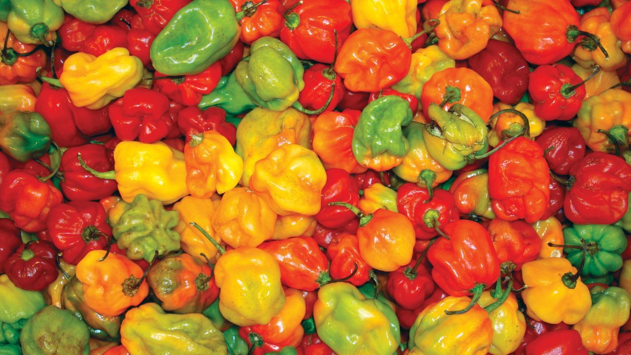 5 of the hottest peppers to grow for fiery homegrown…
