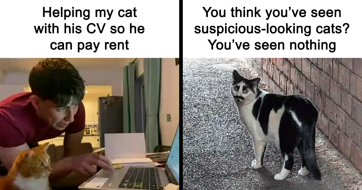 77 Cute And Funny Cat Memes To Look At Instead Of…