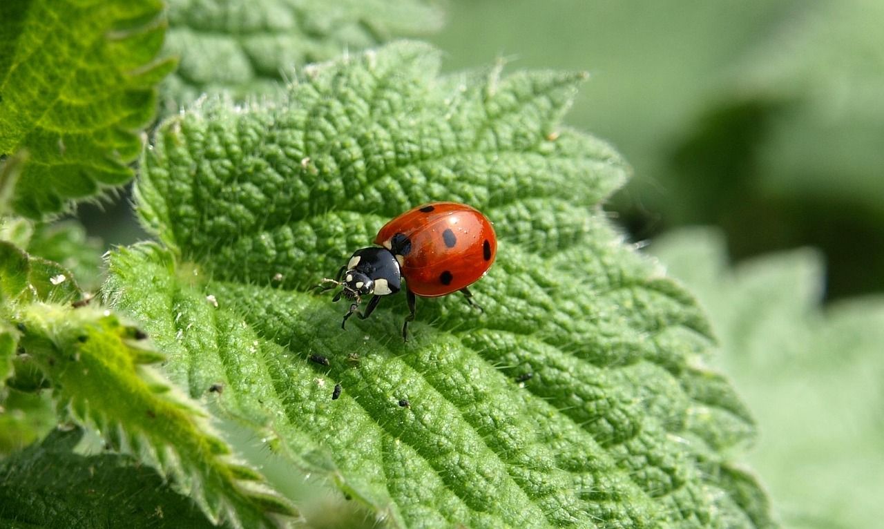 'Apocalyptic' Number Of Ladybirds Swarming the UK:…