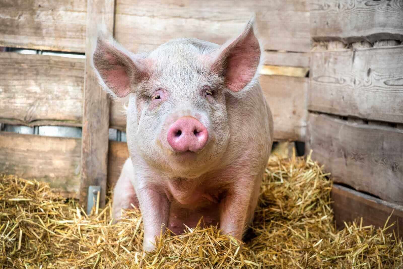 How Much Lower Will Lean Hog Prices Go? 1 Trade to…