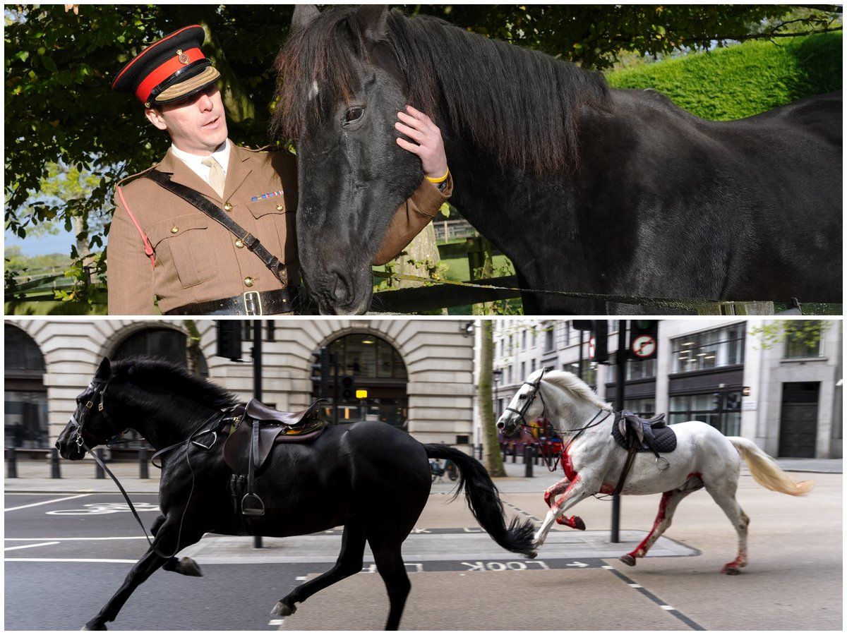 Military horse which ran amok through central London…
