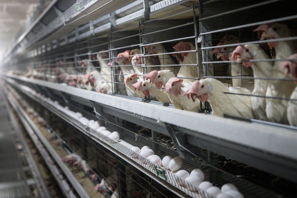 Experts predict egg prices will only increase — here’s…