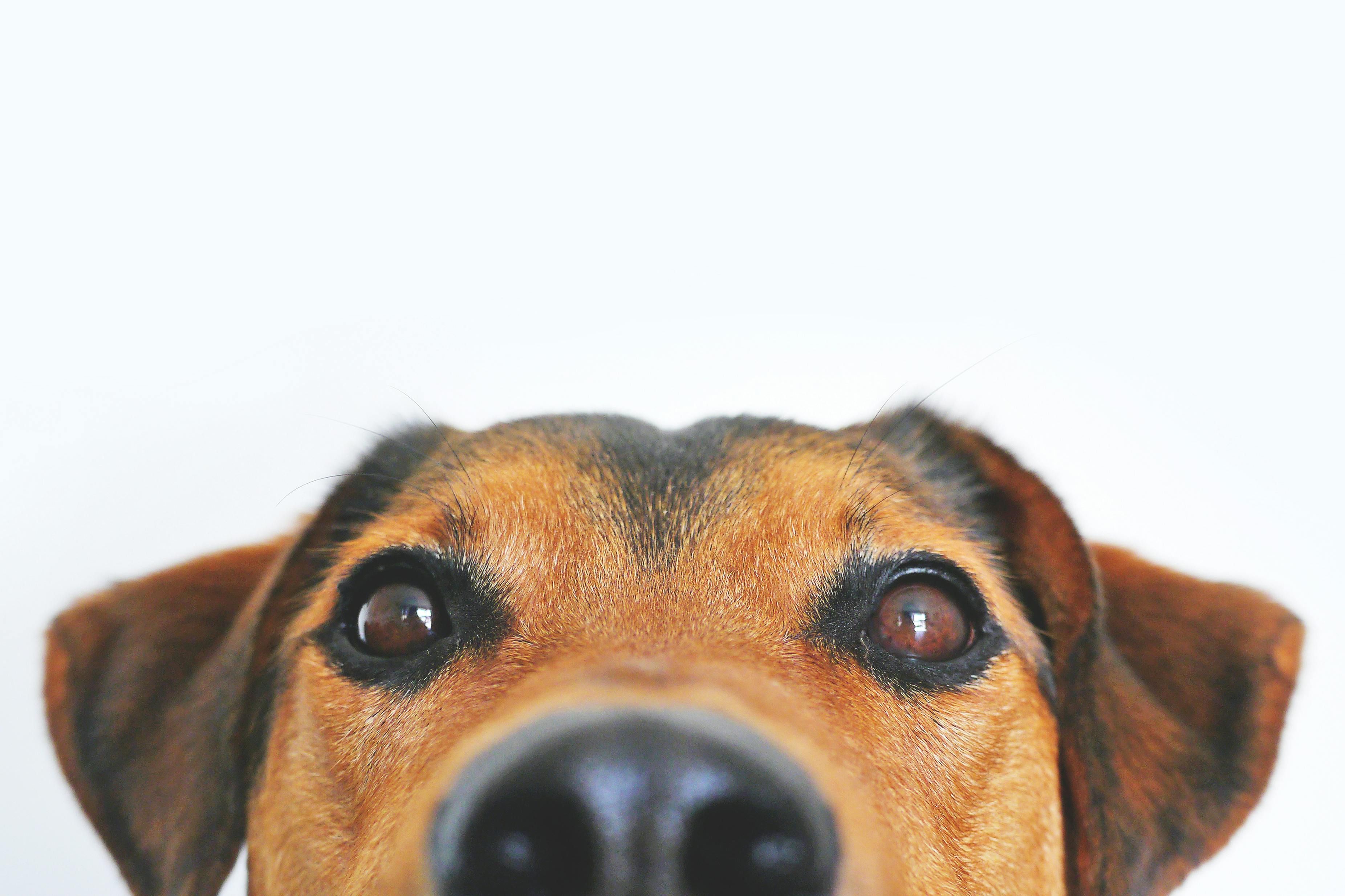 The 5 Essential Pet Wearable Devices for Your Dog's…