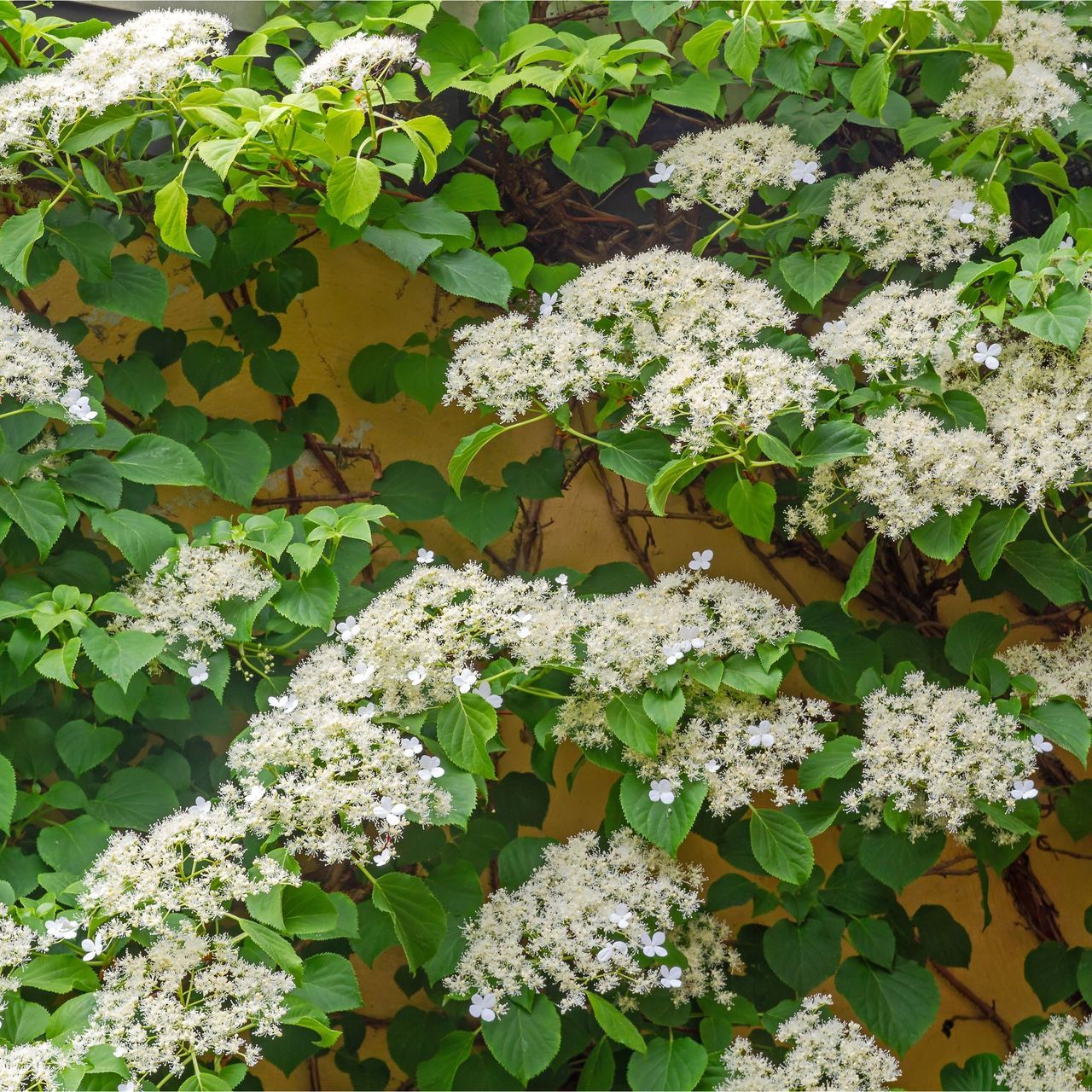When to prune climbing hydrangeas – because striking…