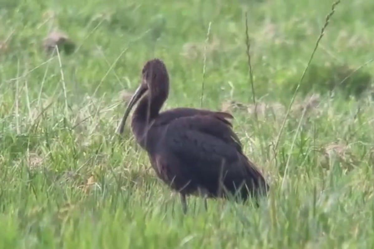 Extremely rare bird spotted in part of Scotland for…