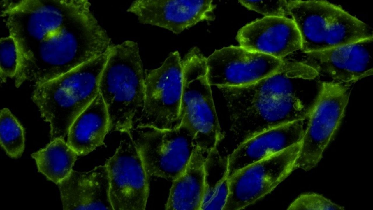 Science history: Scientists use 'click chemistry' to…