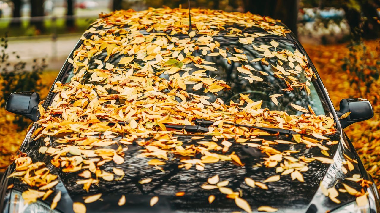 I’m never going to let fallen leaves pile on my car…