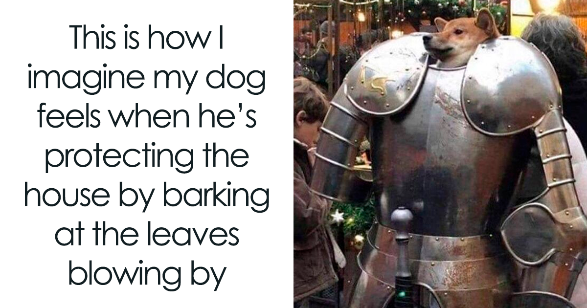 80 Adorable Memes That Dog Owners May Find Funny And…