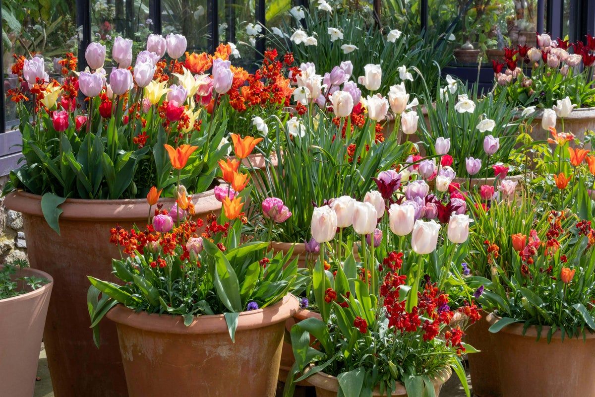 Ideas for glorious tulip combinations in pots