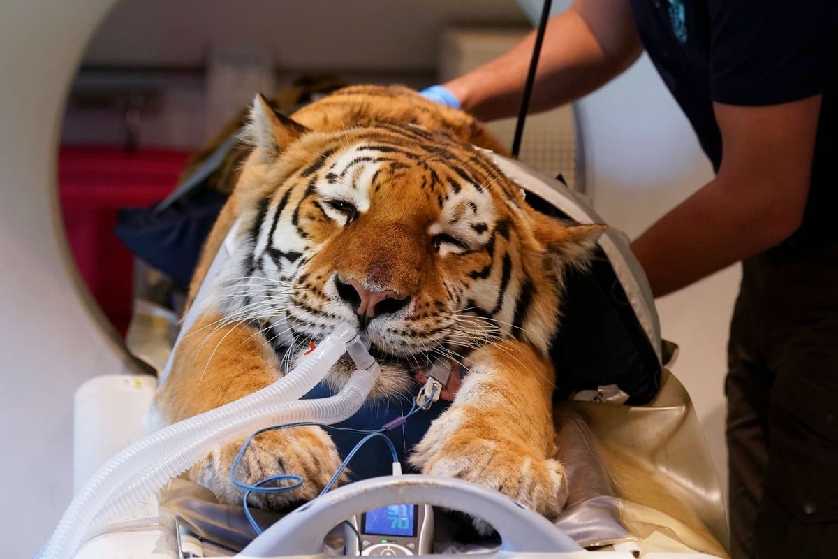 Three big cats have specialist CT scans to solve…