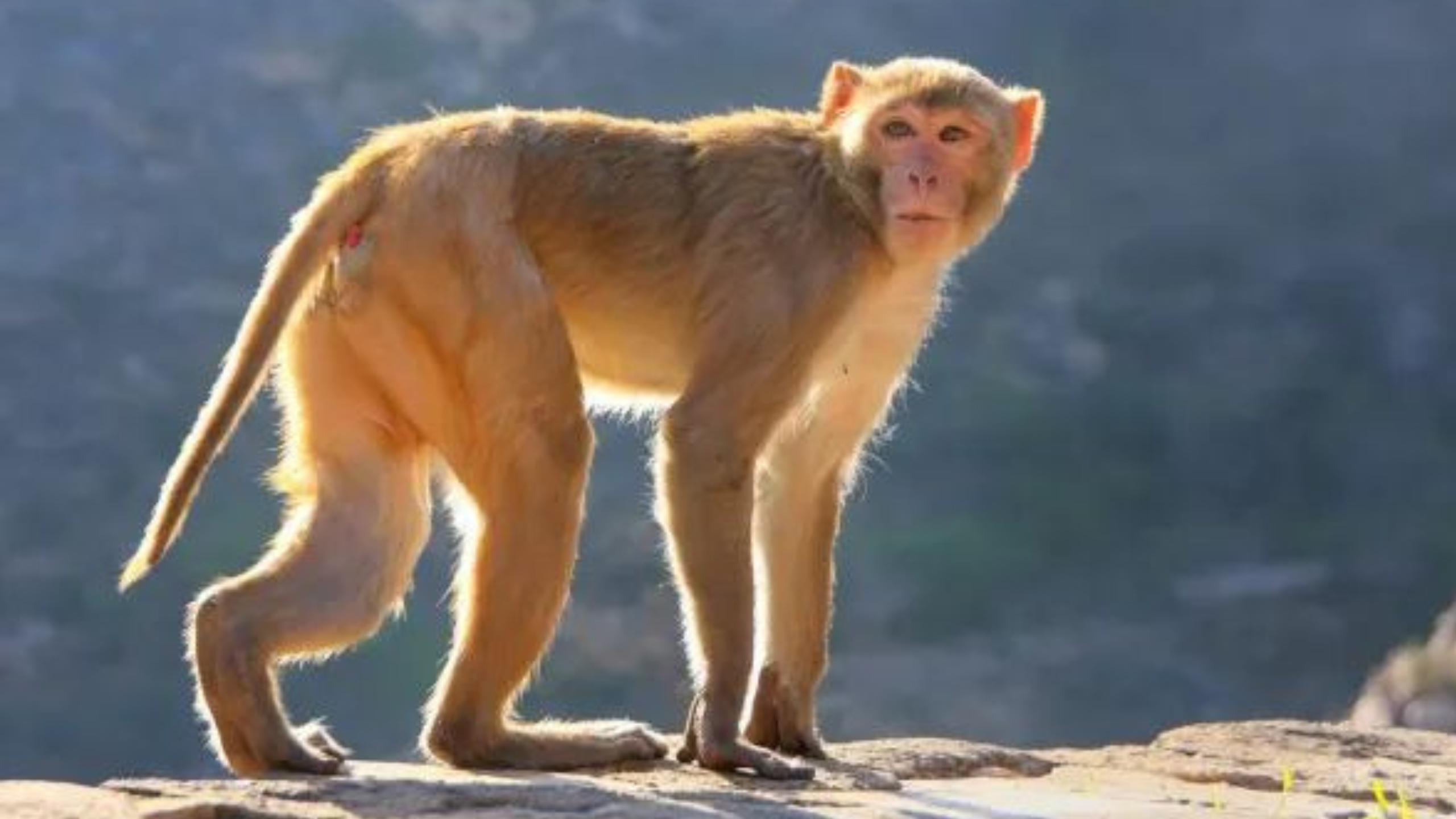 Monkey Escape Sparks Panic — Officials Deny COVID Link…