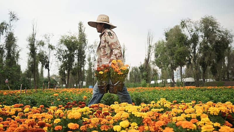 This orange flower cloaks Mexico during Day of the…