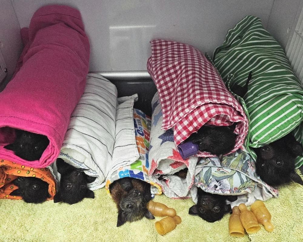 Almost 120 flying foxes hospitalised after giant hail…