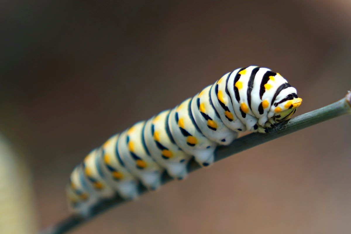 Give caterpillars a 'soft landing' under your trees.…