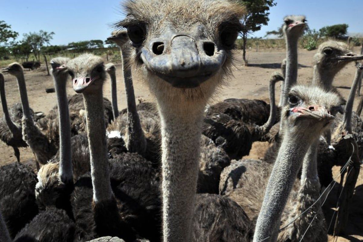 Hundreds of ostriches face cull in Canada after…