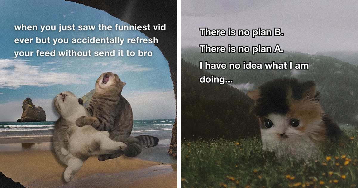 72 Cat Memes That Perfectly Capture The Chaos Of Being…