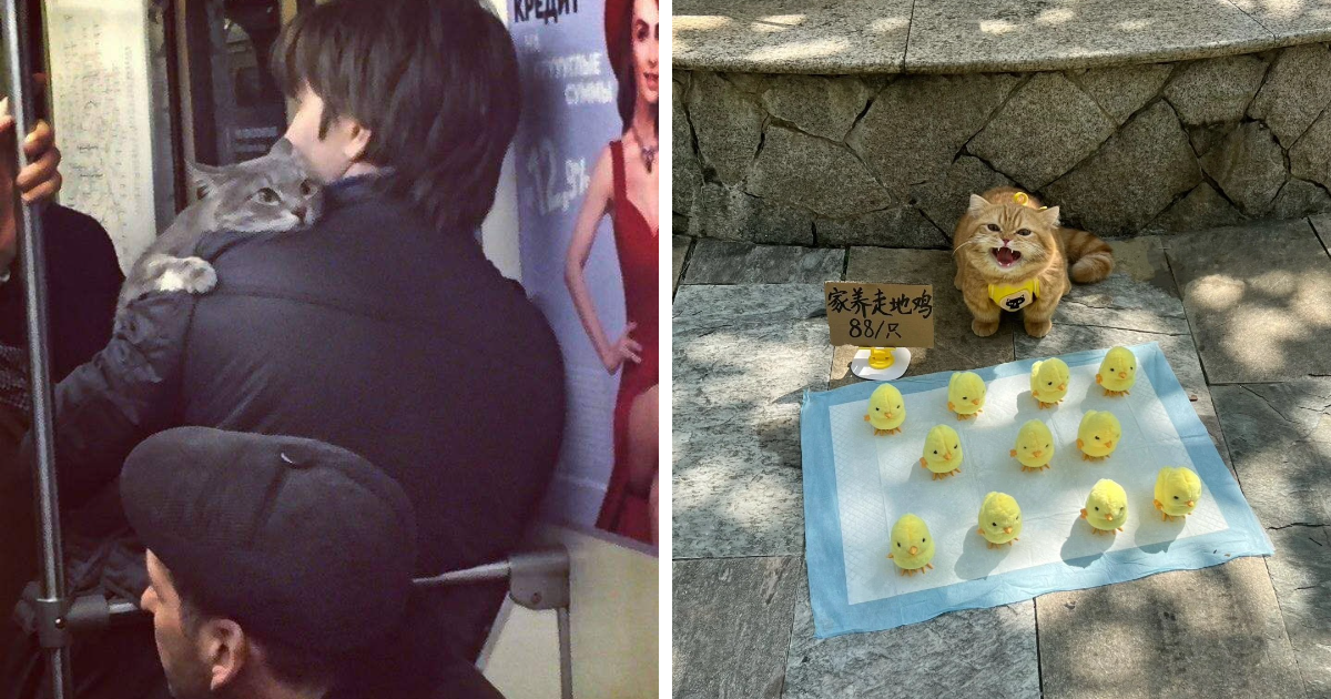 “No Context Cats”: 143 Images That Require No…