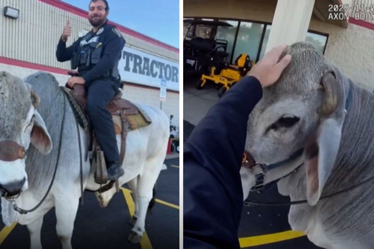 Cop hops on rodeo bull in Walmart parking lot after…