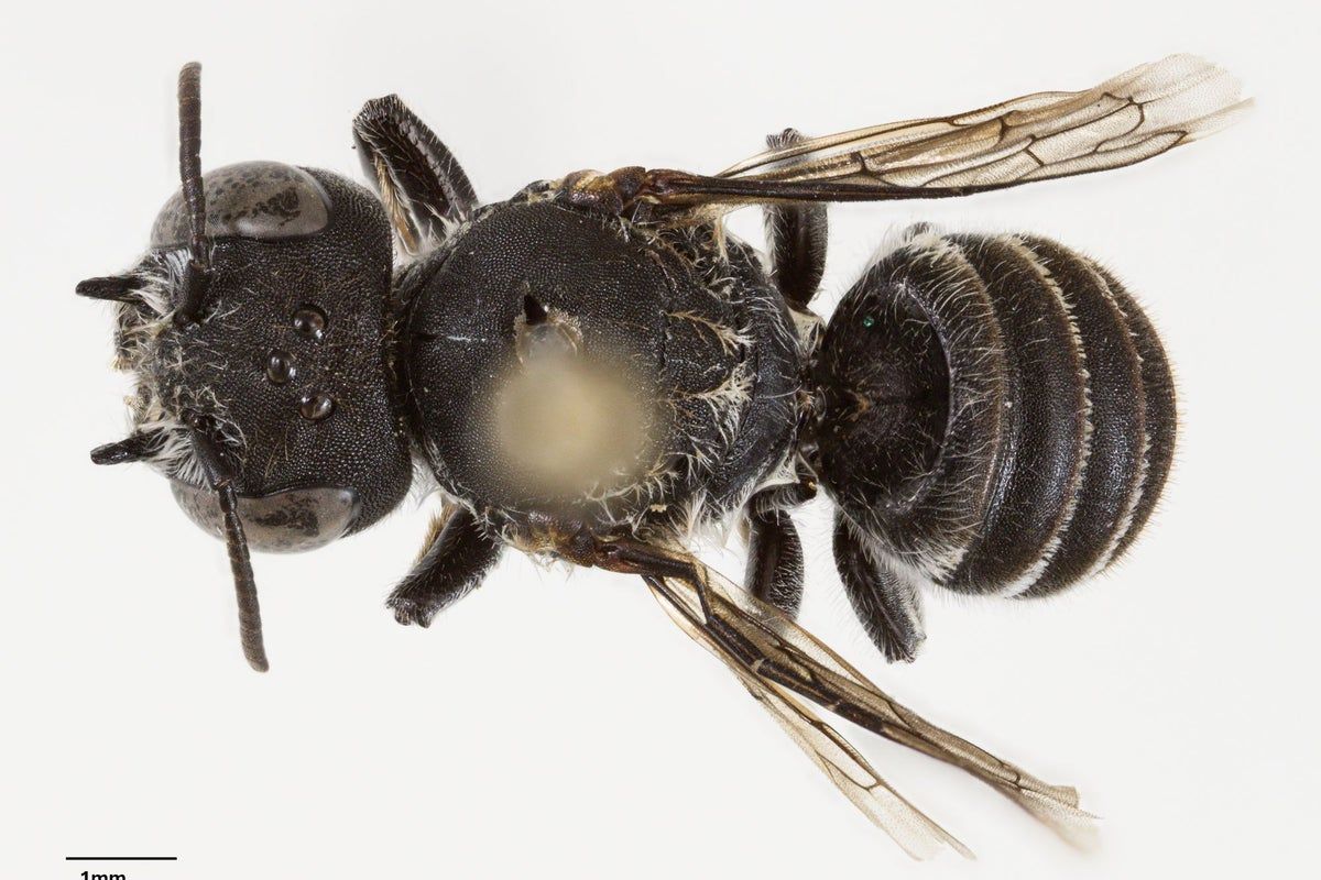 ‘Lucifer’ bee with devil-like horns discovered in…