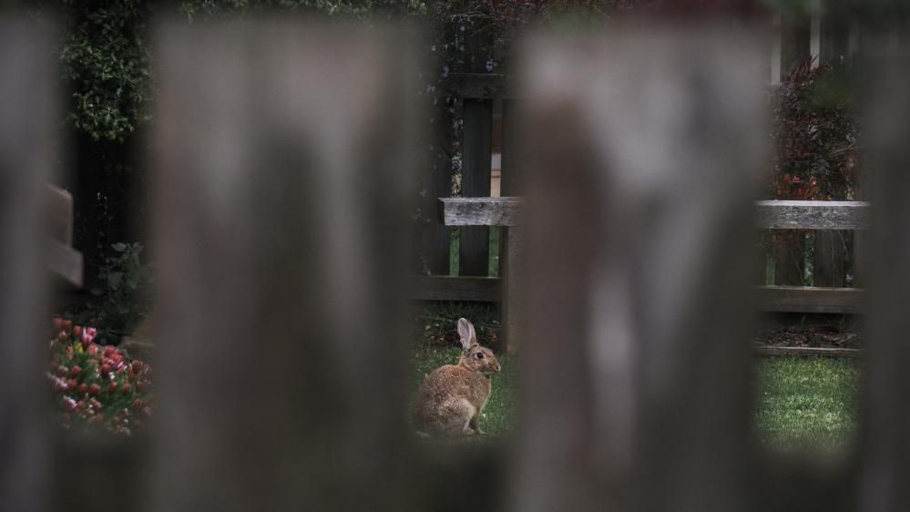 ‘Everyone’s on edge about it’: rabbit numbers on…