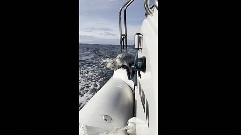Watch: Seal jumps onto photographer’s boat to escape…