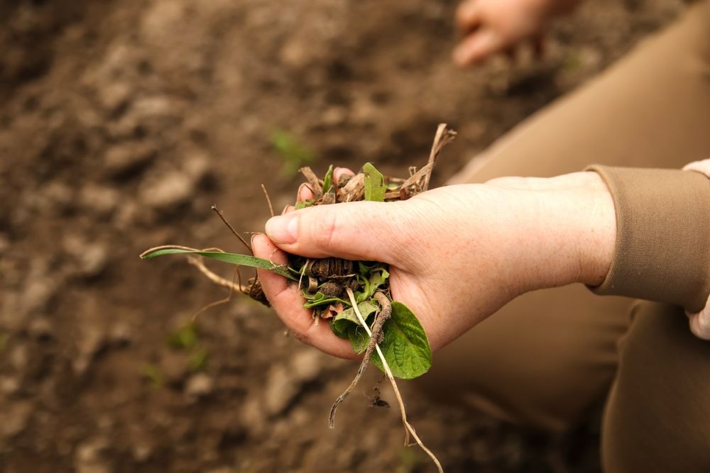 9 Edible Weeds That Pop Up in September