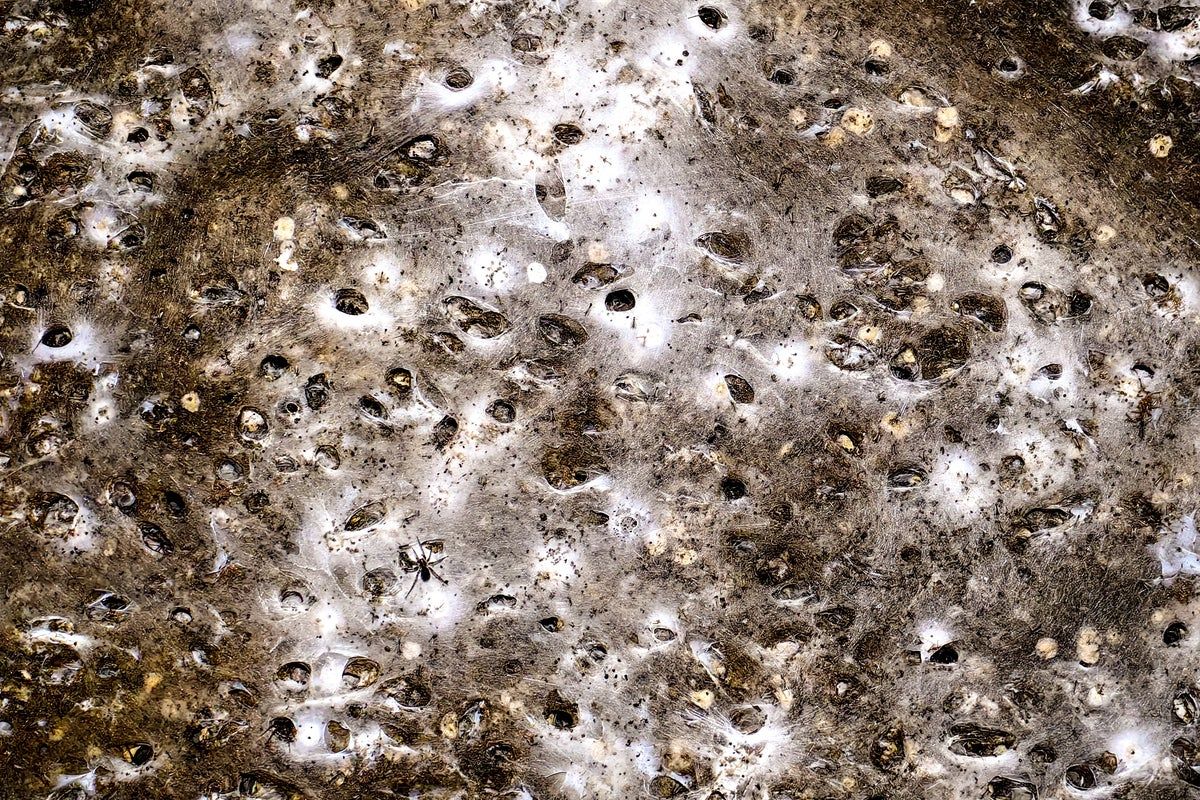 Arachnid super-web reveals the surprising 'constant…