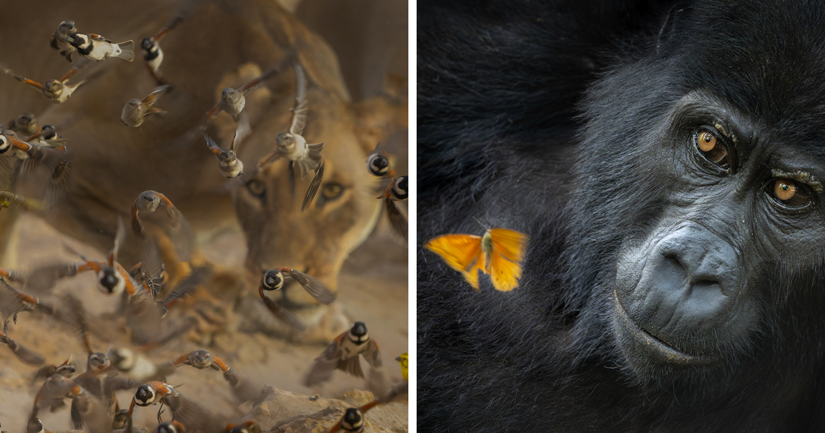 60 Stunning Winning Images From Nature Photographer Of…