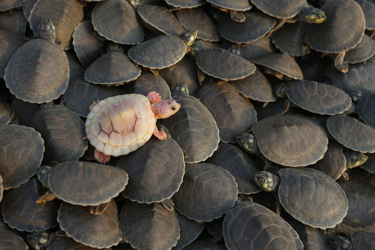 Photos show release of giant Amazon river turtle…