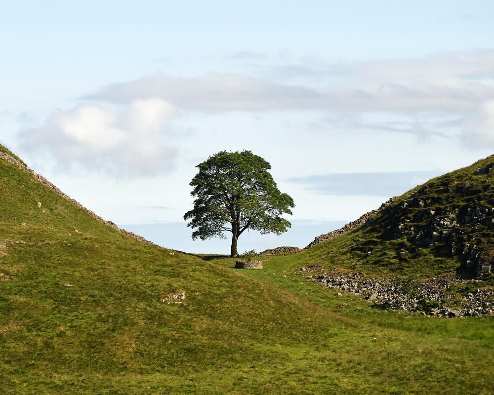 Sycamore Gap tree saplings to be planted across UK