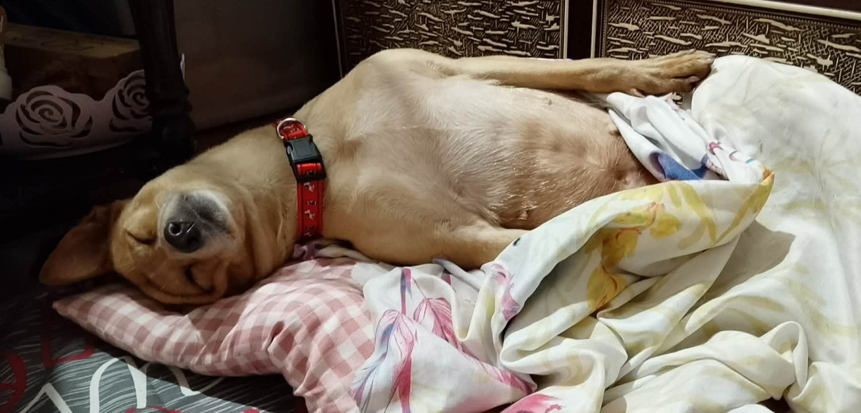 Loyal Dog Returns Home Two Weeks After Typhoon…