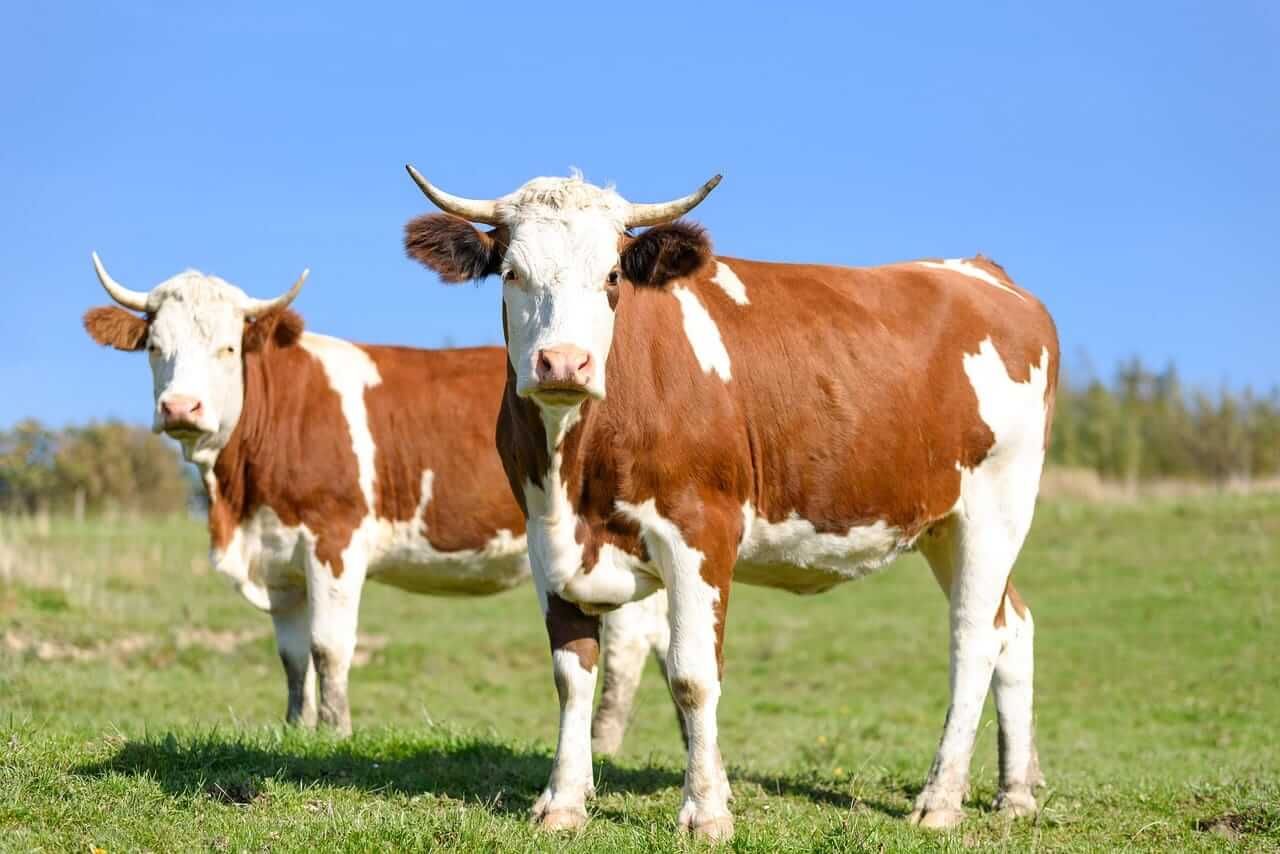 Argentina Beef Quota Just Opened — Why Your Grocery…