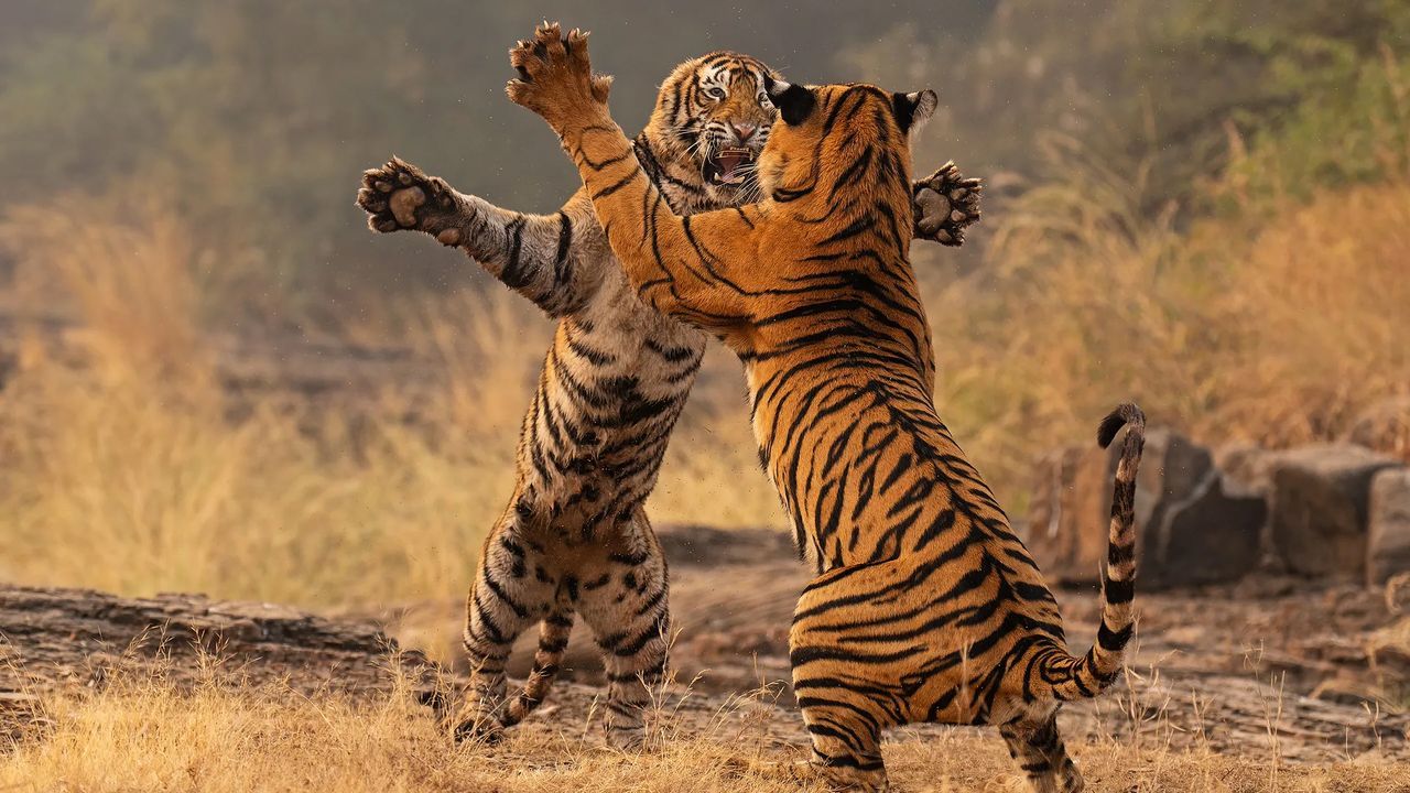 These young tigers exploded into a split-second fight…