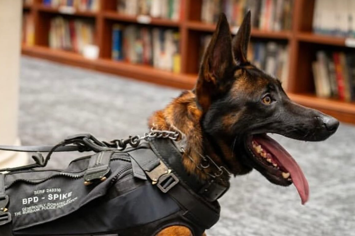 Cops mourn police dog shot dead while chasing suspect:…