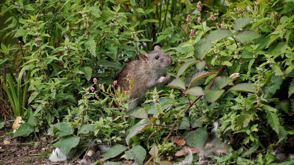 How to Keep Rodents from Chewing Your Tree Trunks This…