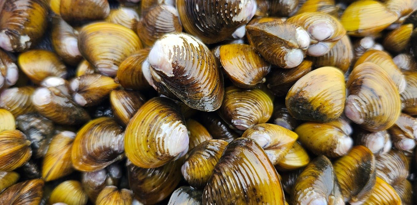 Gold clam invasion in NZ threatens drinking water for…