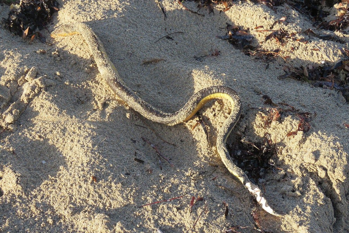 Sea snakes keep washing up on Australia’s shores and…