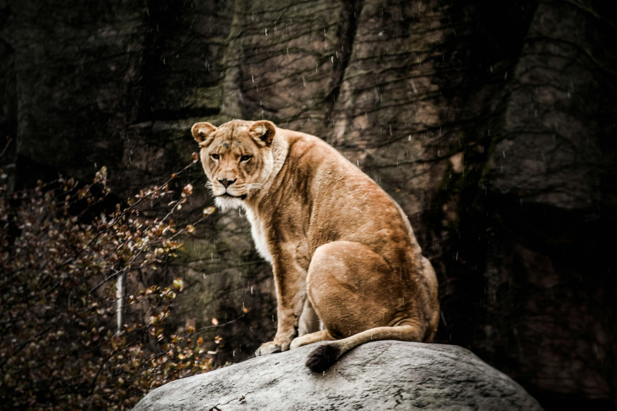 Brazilian Teen Climbs Into Lion Enclosure, Prompting…