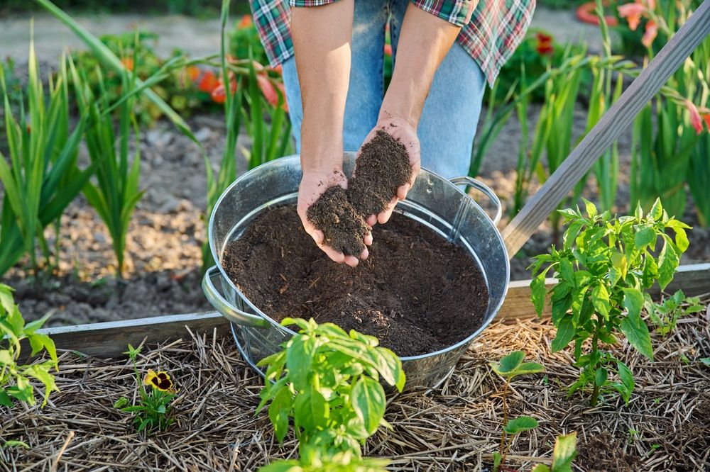 Why Root Crops Crack In Cool Wet Soil