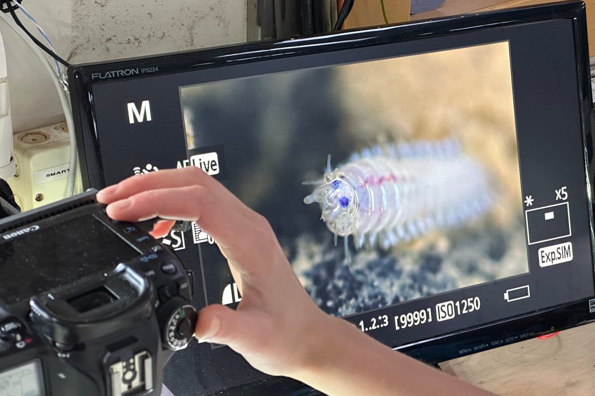 Seafloor animals down by 37% in deep-sea mining zone,…