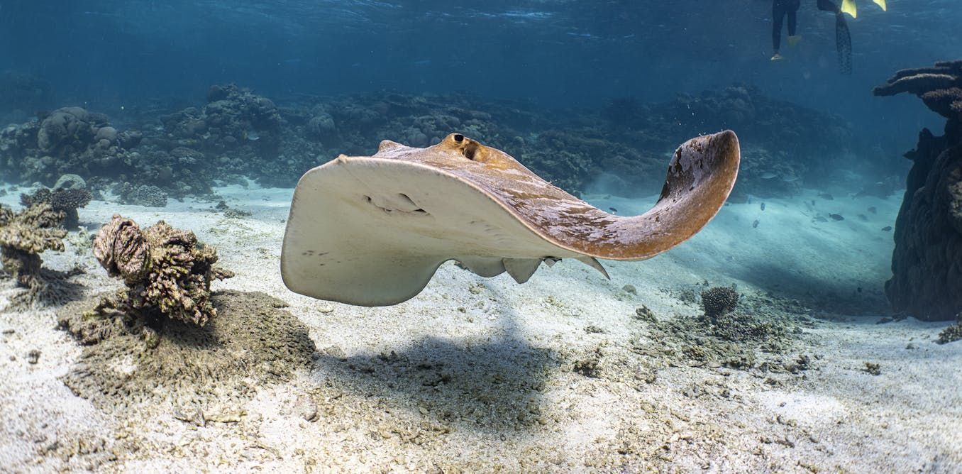 What do stingrays actually eat? New study reveals some…