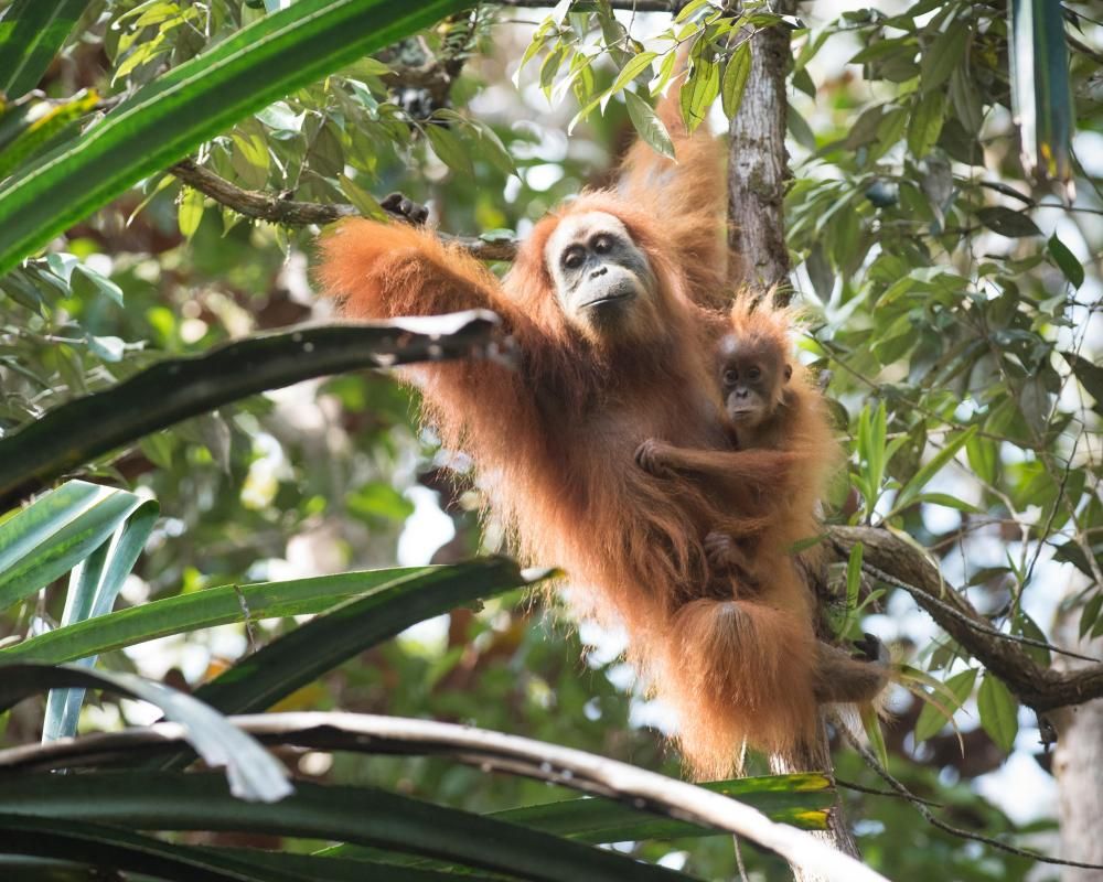 It’s the world’s rarest ape. Now a billion-dollar dig…
