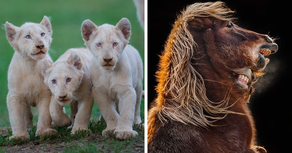 40 Stunning Wildlife Shots Taken With Just a Camera…