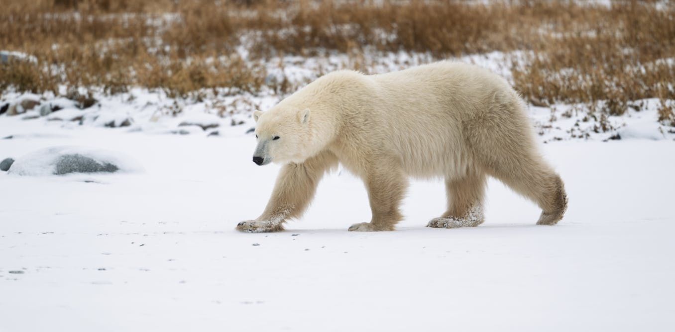 Polar bears are adapting to climate change at a…