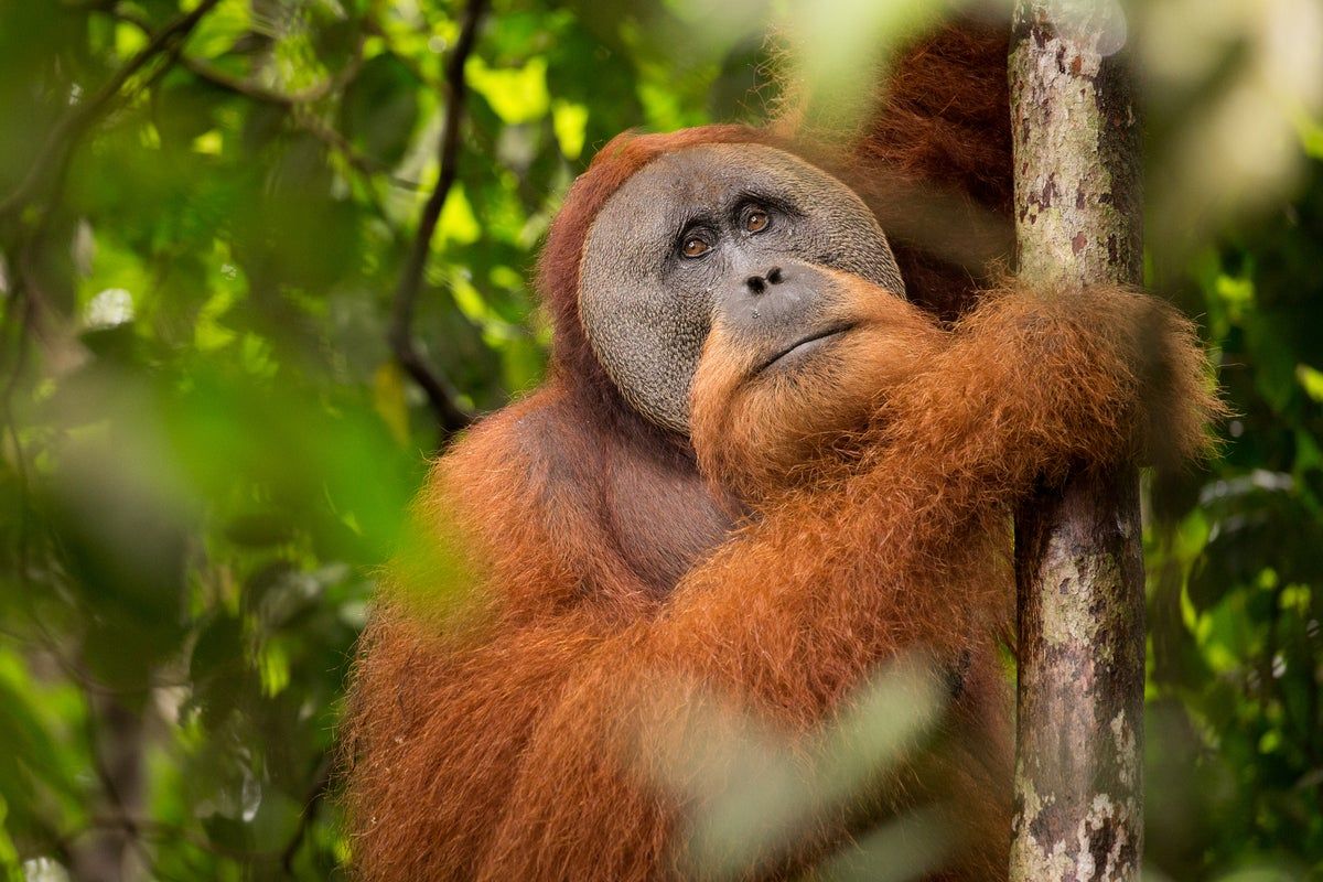 Rare orangutan species faces extinction after…
